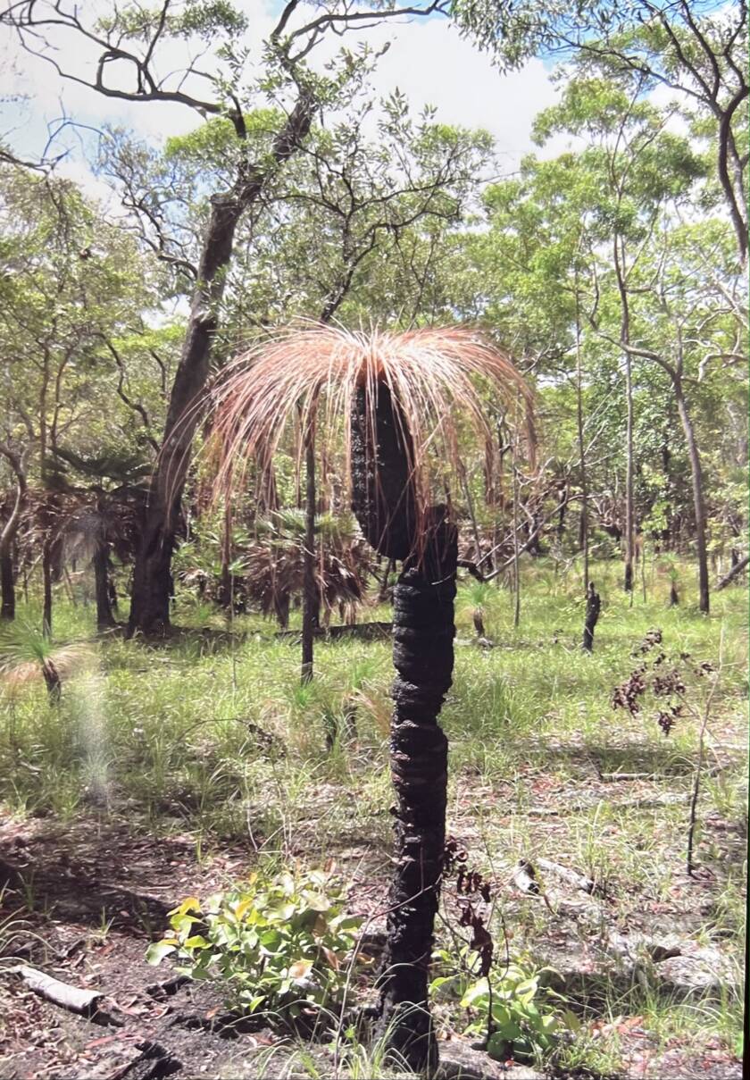 Aboriginal Fire Management : Binthi Land Holding Group