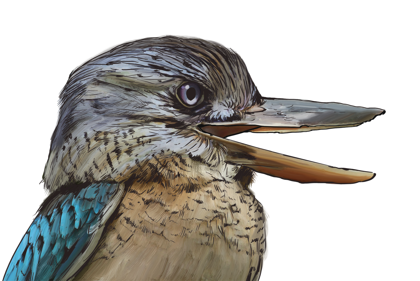 Aboriginal Sustainability Practices : Binthi Land Holding Group