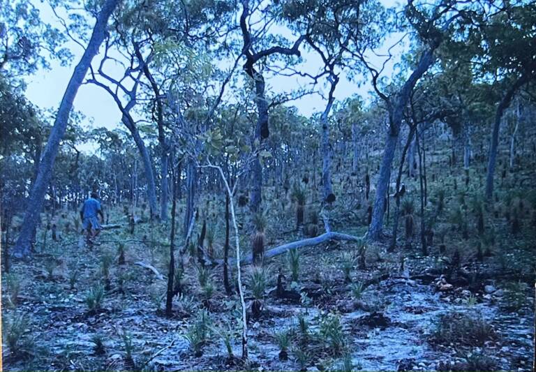 Aboriginal Sustainability Practices : Binthi Land Holding Group