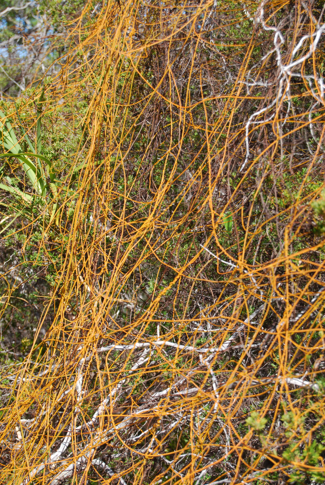 Aboriginal Land Management Practices : Binthi Land Holding Group