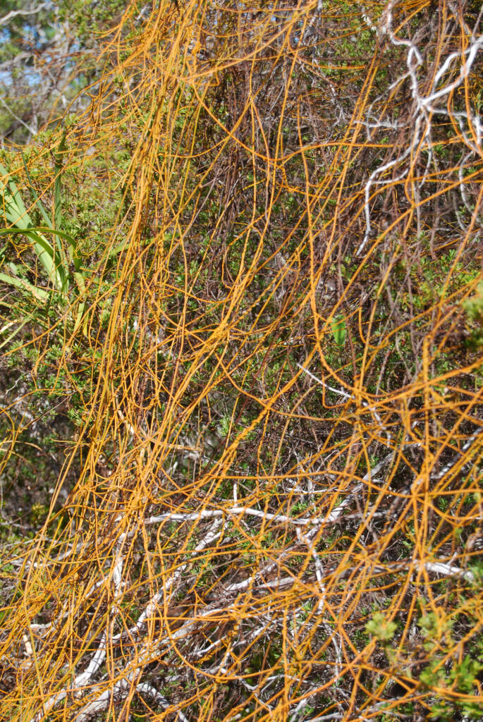 Aboriginal Land Management Practices : Binthi Land Holding Group