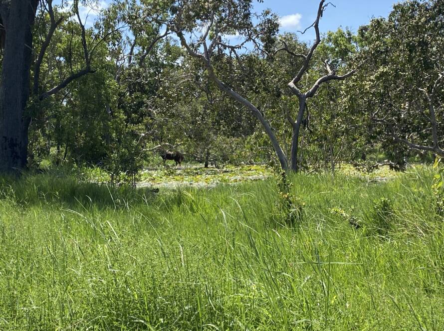 Aboriginal Sustainability Practices : Binthi Land Holding Group
