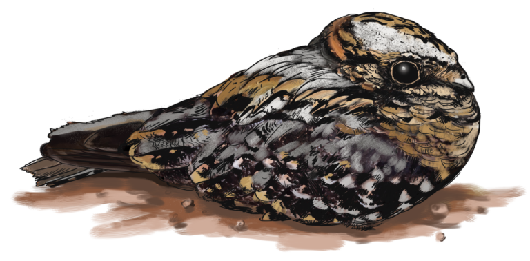 Aboriginal Land Management Practices : Binthi Land Holding Group