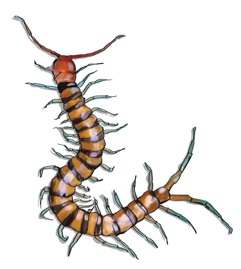 Aboriginal Land Management Practices : Binthi Land Holding Group