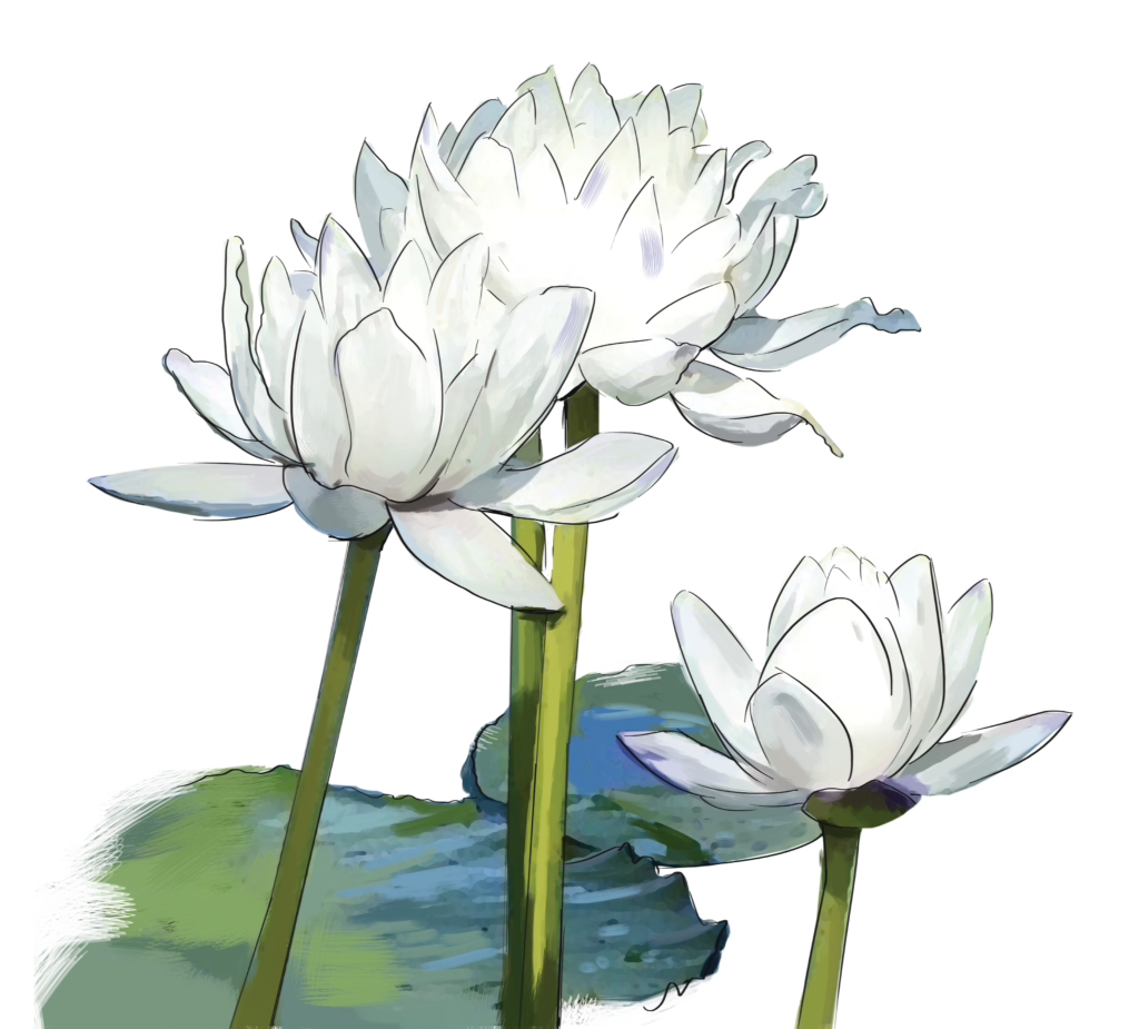 Aboriginal Land Management Practices : Binthi Land Holding Group